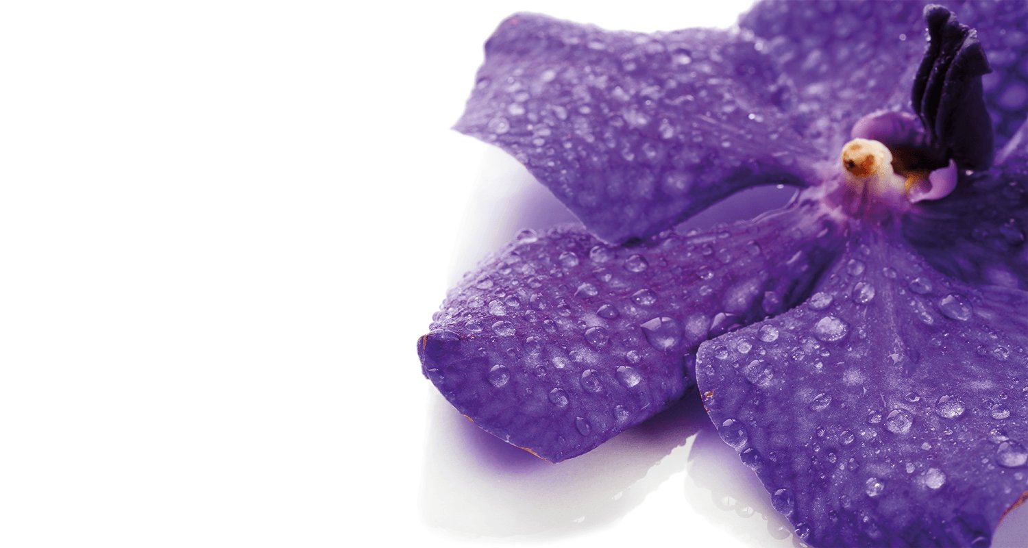 Vanda Cut Orchids – GO FLOWER