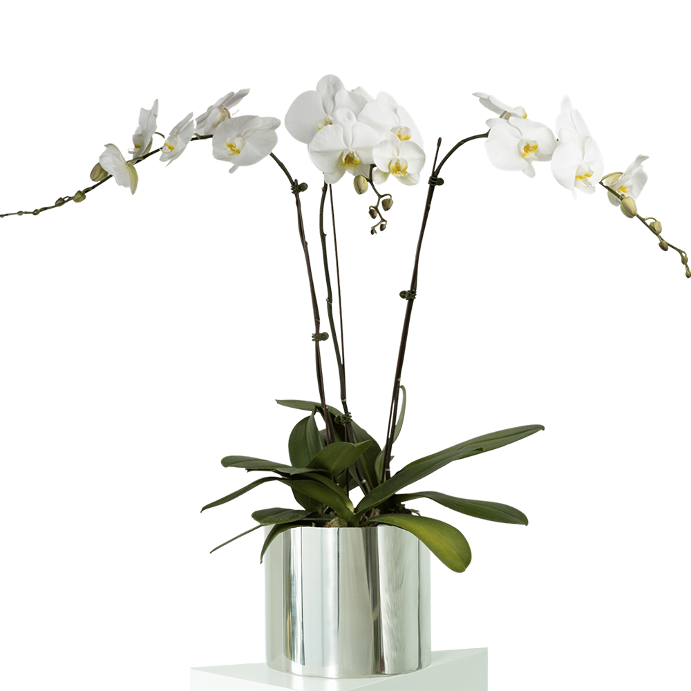 GOFLOWER - Same Day Flower Delivery – GO FLOWER