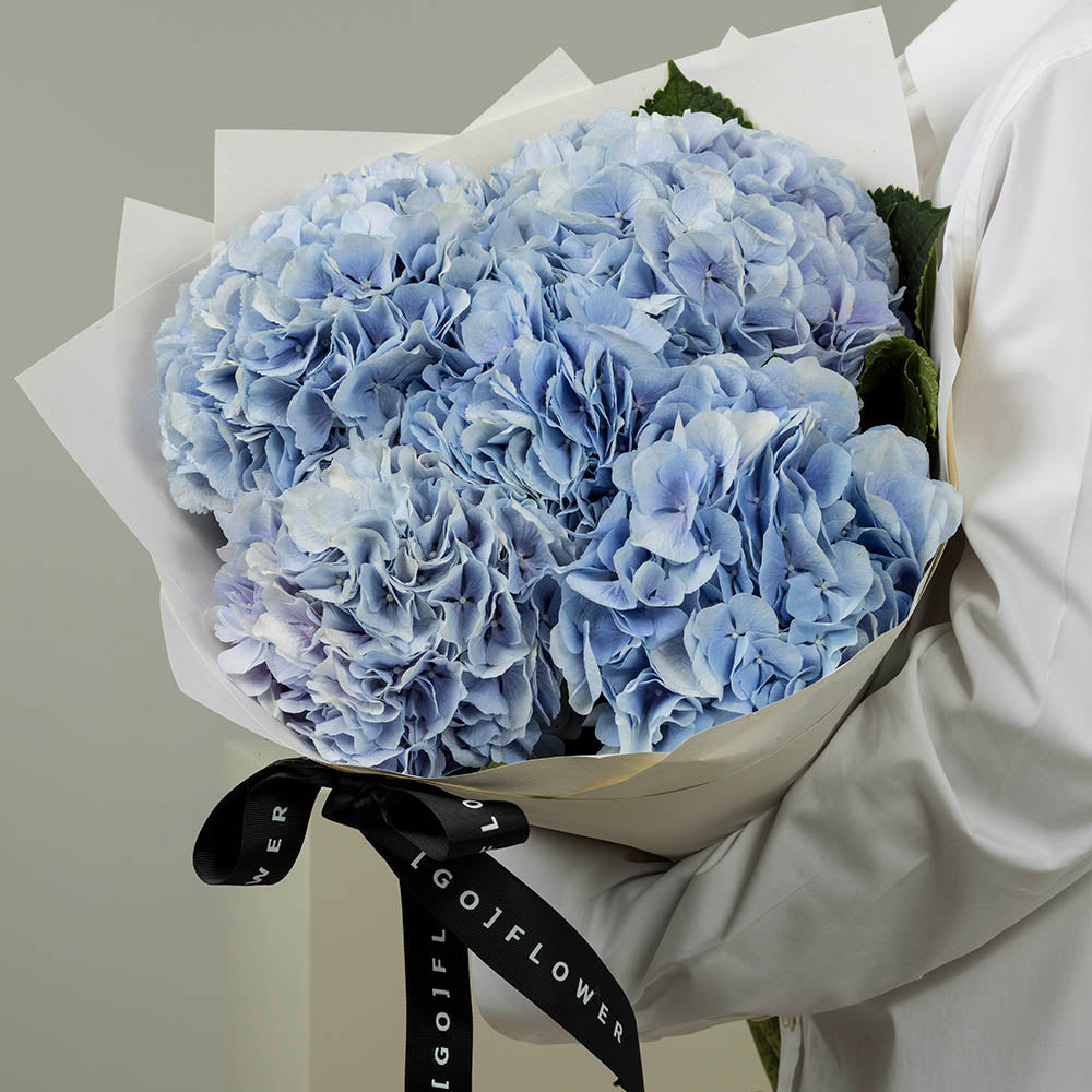 Hydrangea - Fizzy Blue – GO FLOWER